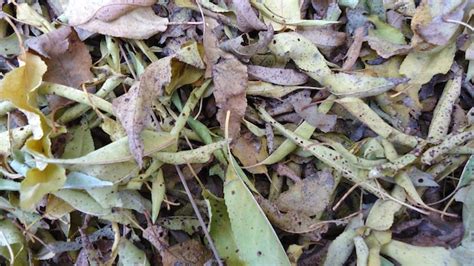 Premium Photo Decomposition Of Leaves Fallen Leaves On The Ground