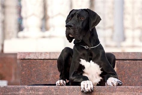 Black Great Dane Facts Traits Genetics And More With Pictures