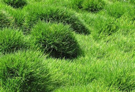 What Does Zoysia Grass Look Like Storables