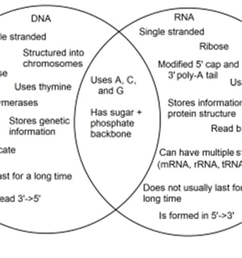 Rna And Dna Venn Diagram At Tracy Silvera Blog