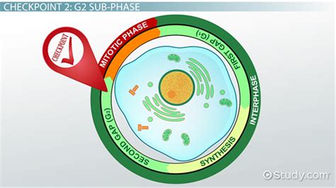 Cell Cycle Checkpoints Graph