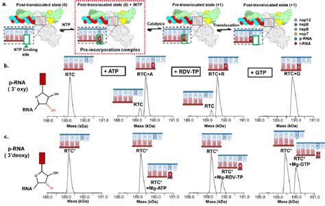 Capturing The Sars Cov 2 Rtc Ternary Complex 474 475 Download