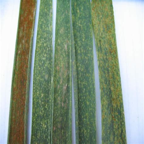 Wheat Crop Disease Detection Object Detection Dataset By Data Science Project