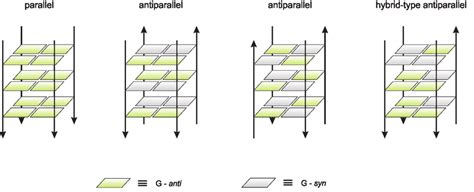 Strand Polarities In Parallel Antiparallel And Hybrid Type Download Scientific Diagram
