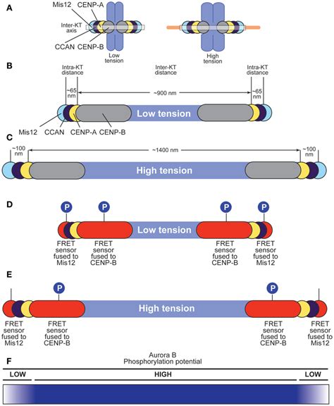 Effects Of Tension On Centromere And Kinetochore Structure A Download Scientific Diagram