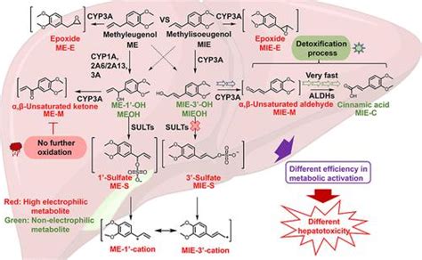 食品添加剂甲基丁香酚和甲基异丁香酚诱导的细胞毒性差异的机制理解journal Of Agricultural And Food