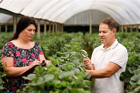 돋보기와 유기농 딸기 작물을 확인하고 메모를 하는 커플 2명에 대한 스톡 사진 및 기타 이미지 2명 40 44세 45 49세 Istock