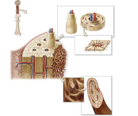 Compact Bone Tissue Diagram Quizlet
