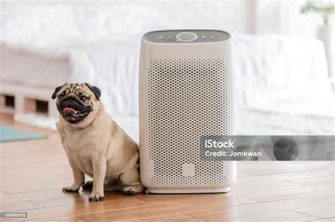 신선한 공기와 건강한 생활을 위한 가정에서 먼지 Pm25 Hepa를 제거하는 필터 및 청소를 위한 아늑한 백색 침대 방에 있는 개 퍼그 품종 및 공기 청정기 공기 오염 개념