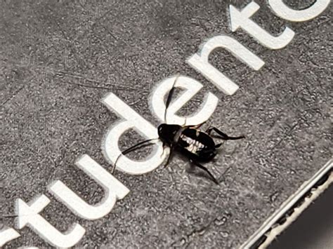 What Is This Tiny Black Bug With Long Antennae 4 Mm Long Georgia Us R Whatsthisbug