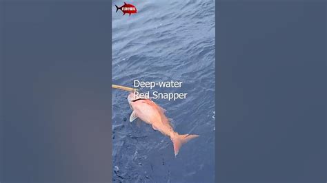 Ruby Snapper Deepwater Red Snapper Youtube