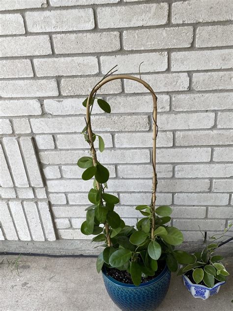 How To Trellis Hoya Step By Step Guide 2025