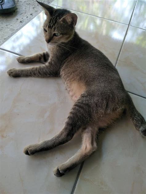 Lazy Lying Cat Stock Photo Image Of Lazy Wildcat Kitten 252711572