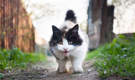 Proving Linux Is Not A Safe Sanctuary Eset Finds First Linux Targeting Uefi Bootkit Malware