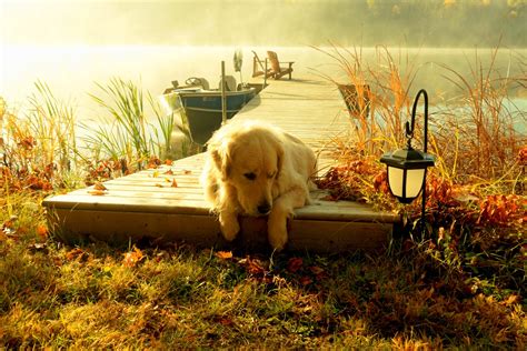 Golden Retriever In Summer Wallpapers Wallpaper Cave