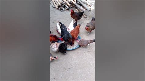 গ্রামে দেশি মুরগি পালন করে যে কারনে লাভবান হচ্ছেন দেশিমুরগি দেশিমুরগিপালন Deshimurgipalan