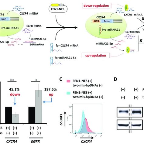 Orthogonal Gene Down Up Regulation Simultaneously A Schematic Download Scientific Diagram