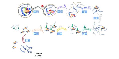 Schematic Of The ChIP Method And Its Timing After Tissue Processing Download Scientific