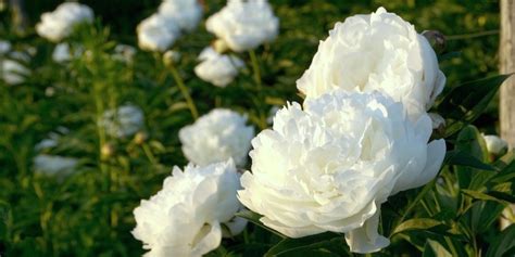 Пион Elsa Sass Пулков Сад