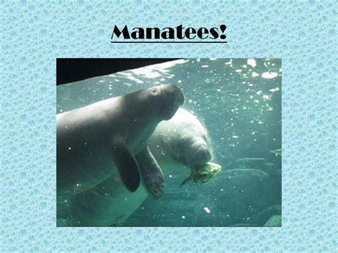 Powerpoint Assignment Pptx Birds Pets