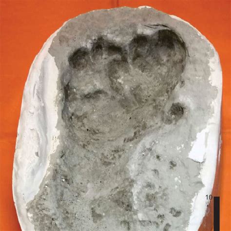 The Counterpart Of The Fossil Of Figure 4b Showing The Digit I Claw