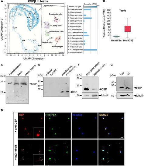 Csp Expression Profile In Human Testis And Protein Present In Human