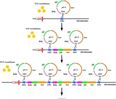 Outline Of The Chromosomal Integration Of Genes With Multiple Copies