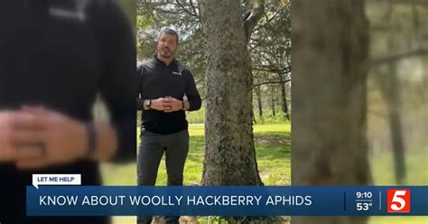 Let Me Help Know About Woolly Hackberry Aphids Davey Tree