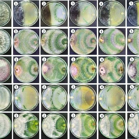 Paired Culture Bioassay Between Trichoderma Isolates Of Organic Download Scientific Diagram