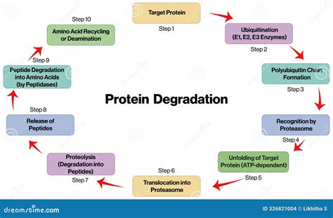 Scientific Vector Diagram Of Protein Degradation Pathway In Cellular