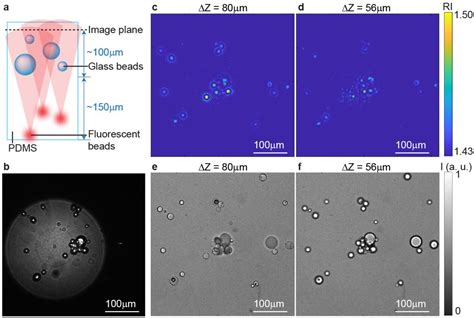 Figure 2 From Three Dimensional Bi Functional Refractive Index And Fluorescence Microscopy