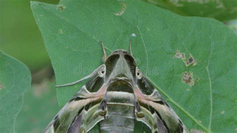 Oleander Hawk Moth On Green Leaf Stock Video Video Of Larva Insect