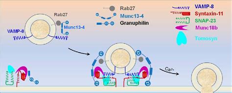 Figure 1 3 From The Role Of Syntaxin And Tomosyn In Platelet Secretion
