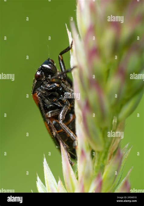 Natures Hidden World Discovering The Secrets Beneath The Leaves Stock