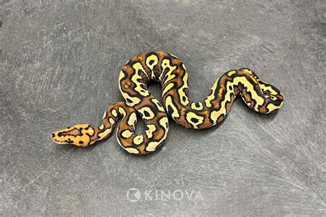 Pompeii Ball Python By Kinova Morphmarket Pompeii Ball Python By Kinova Morphmarket