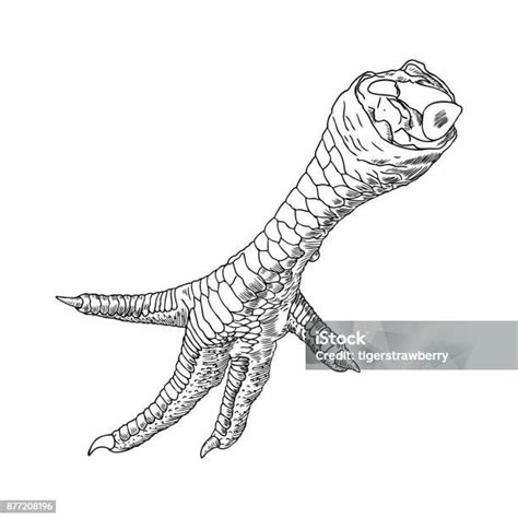 치킨 닭 터키 발 손 그리기 조각 스타일입니다 국내 농장 조류 또는 암 탉 피트 고립 된 백색 배경에 블랙입니다 벡터입니다 갈고리 발톱에 대한 스톡 벡터 아트 및 기타