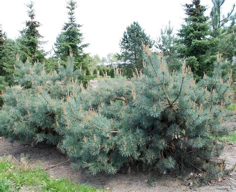 Pinus Sylvestris Comprehensive Characteristics Ecology And Uses