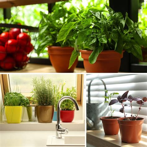 Growing Basil Indoors In Pots Year Round Is Possible Gardensall