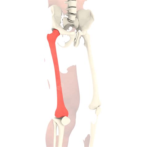 Transparent Skeleton Bodily Endurance Highlighted Pain PNG Transparent Image And Clipart For