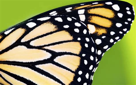 Butterfly Wings Faces At Hayden Ness Blog
