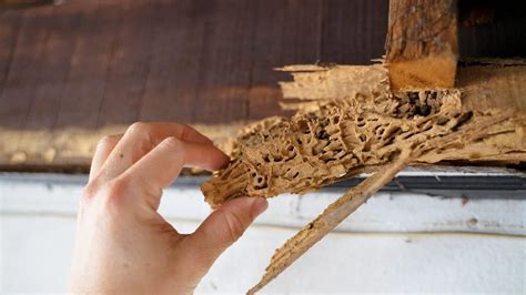 How To Tell If You Have A Termite Infestation ⋆ Termitehq