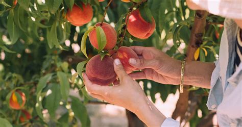 How To Use The Pick Type In Typescript By Dr Derek Austin 🥳 Totally Typescript Medium