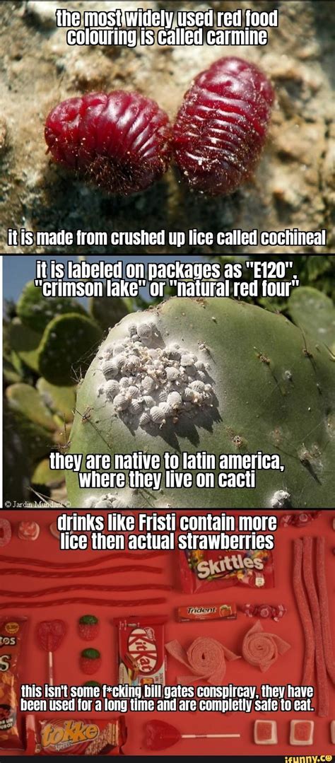 What Food Dye Is Made From Beetles