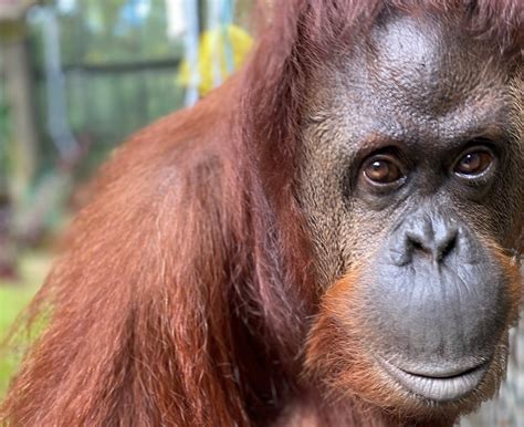 Sandra Center For Great Apes