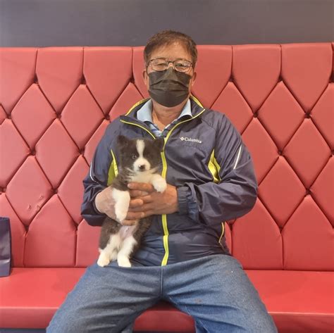 울산 2022 0078 스피츠웰시코기 둘 책임분양 토이랙돌분양 토이브리티쉬숏헤어분양 토이스코티쉬폴드분양 토이러시안블루분양 토이강아지분양 토이고양이분양 토이비숑프리제입양