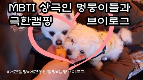 애견동반캠핑 캠핑주막｜강아지두마리와캠핑하기｜애견캠핑｜애견동반캠핑장 애견동반캠핑캠핑주막여주애견동반캠핑 Youtube