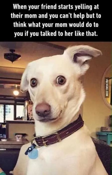 40 Funniest Pictures Funny Pictures The Funny Beaver