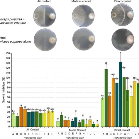 Morphological Diversity Of Trichoderma Isolates From Rhizosphere Download Scientific Diagram