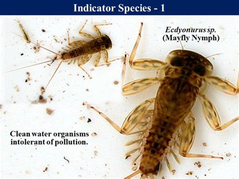 Bioa 3 4 6 Biodiversity Species Diversity Index Aqa Edexcel And Wjec