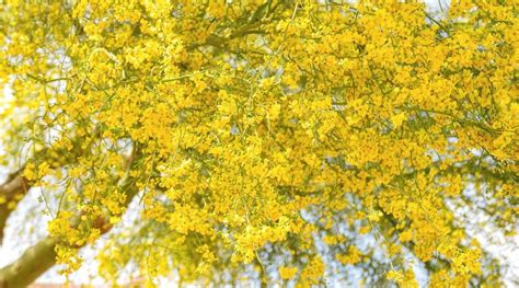 Best Trees To Plant In Arizona S Hot Climate Best Trees To Plant In Arizona S Hot Climate